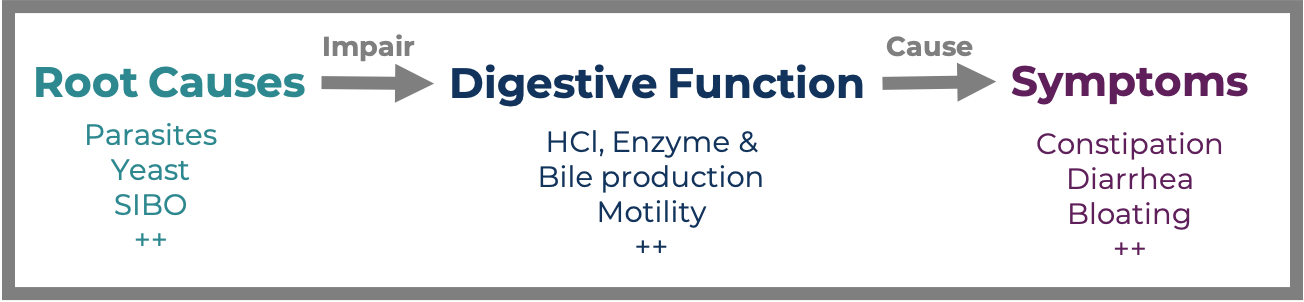 How to Support Digestive Function Naturally