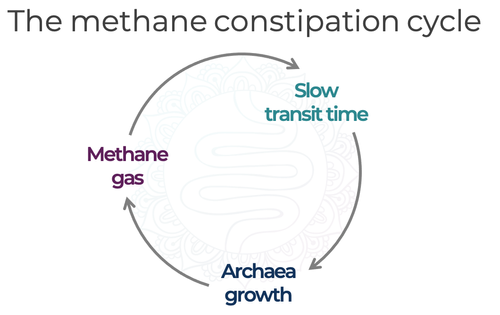 Methane SIBO Treatment & Natural Protocols (2025 Guide)