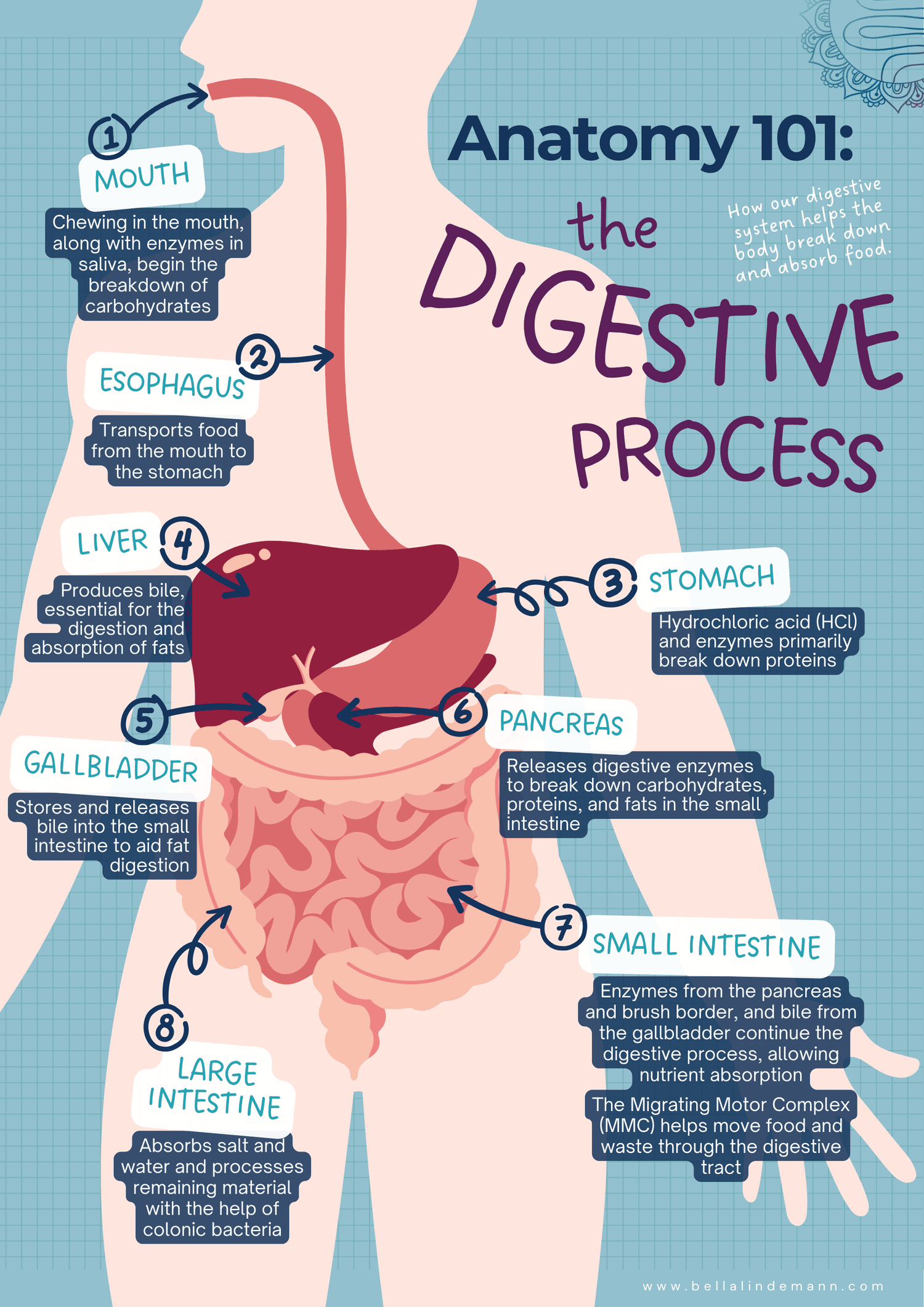 How to Support Digestive Function Naturally
