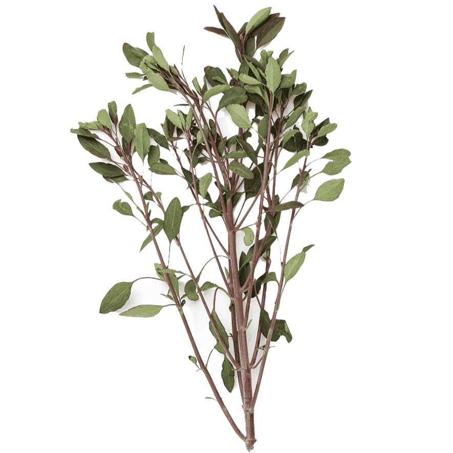 Boliviaanse koriander / Quilquina — De Stadsgroenteboer