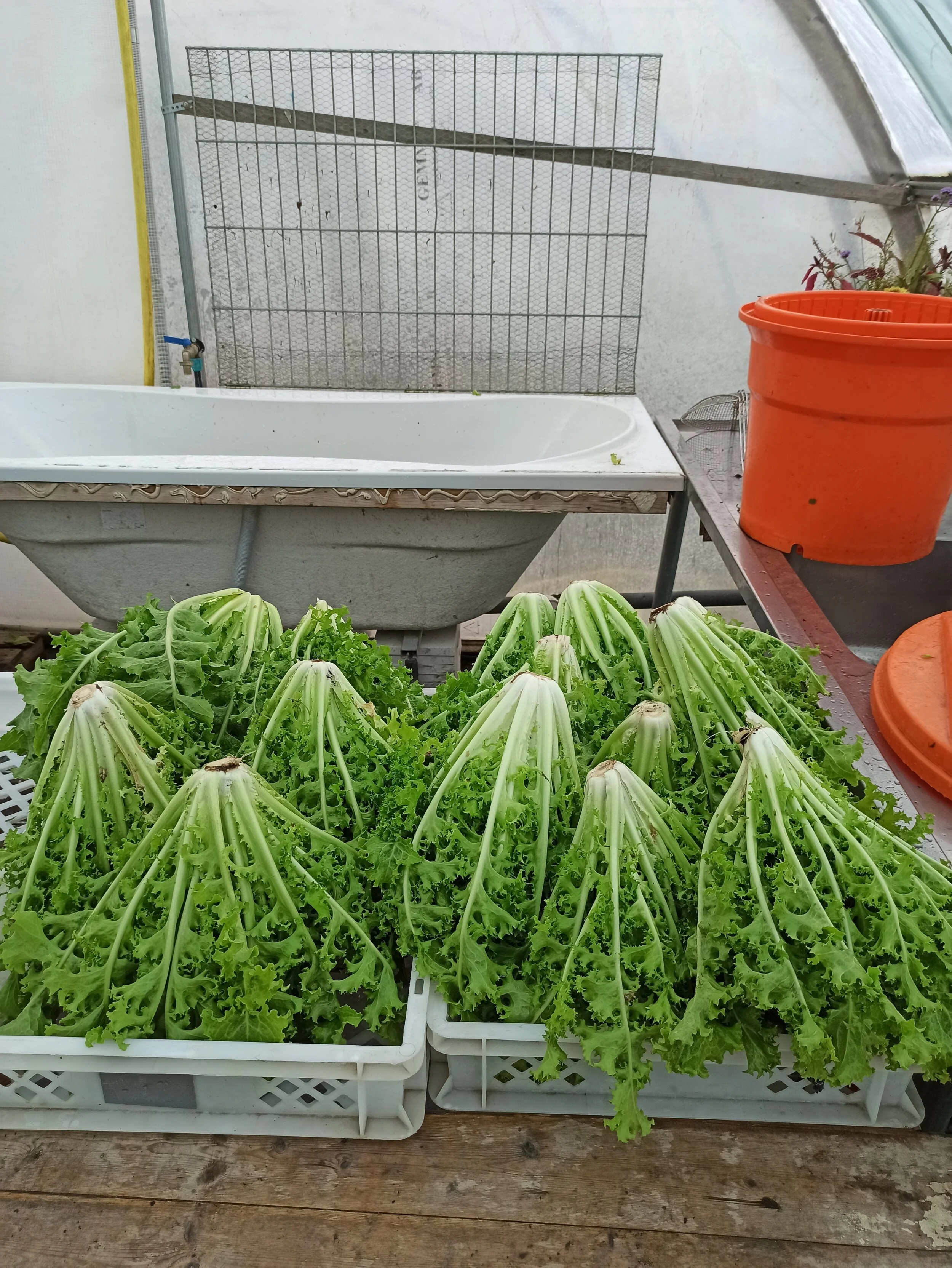 Curly endive — De Stadsgroenteboer
