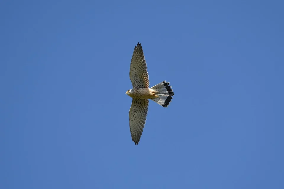 Spotting Birds Of Prey In The Cotswolds — Cotswold Journeys - Walking ...