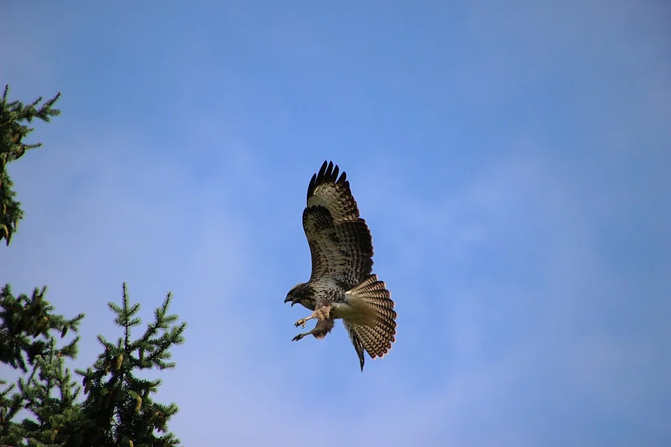 Spotting Birds Of Prey In The Cotswolds — Cotswold Journeys - Walking ...