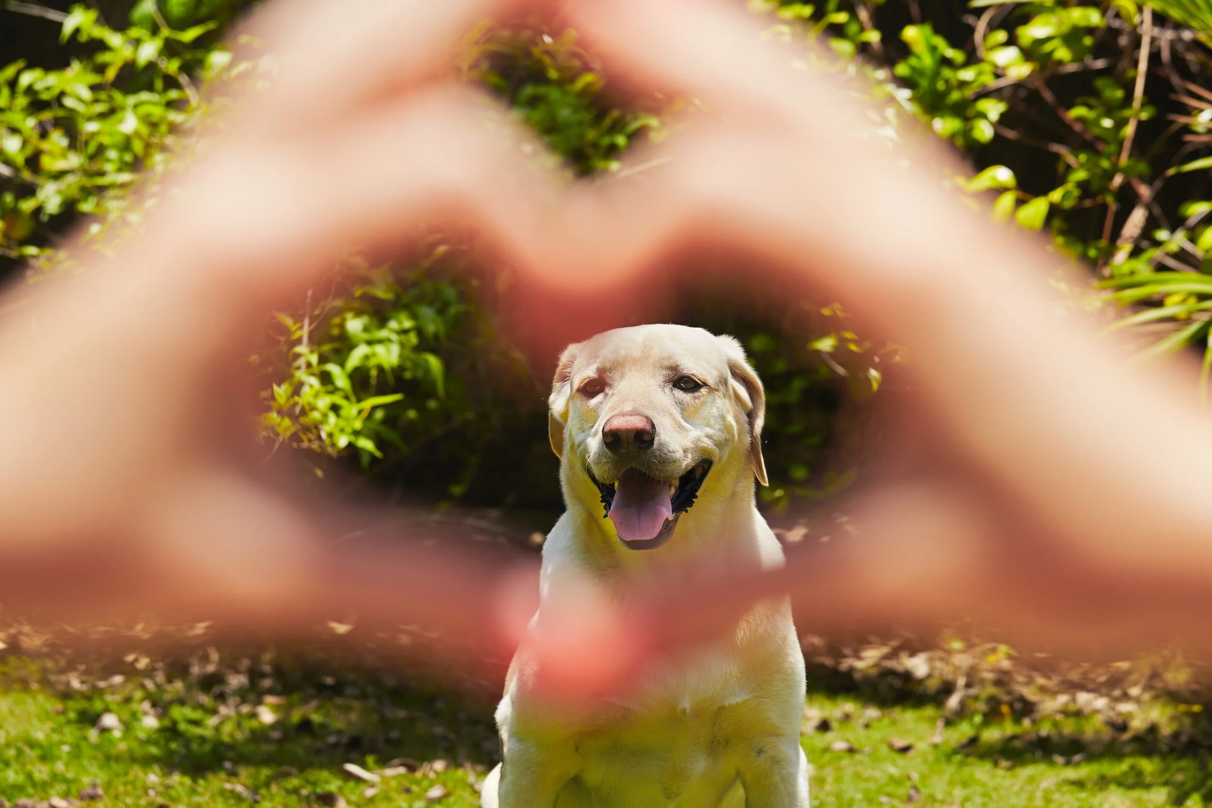The Most Dog Friendly Places in the Cotswolds — Cotswold Journeys ...