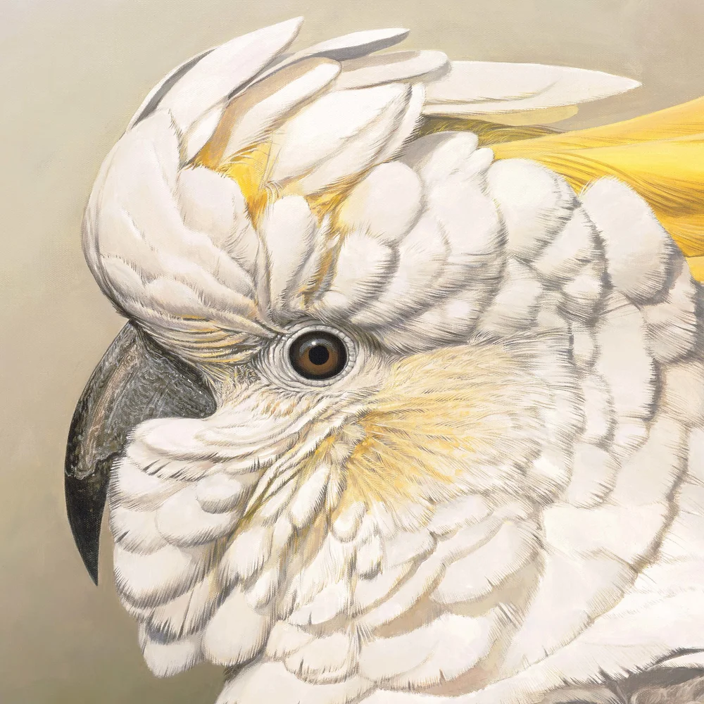 Sulphur Crested Cockatoo