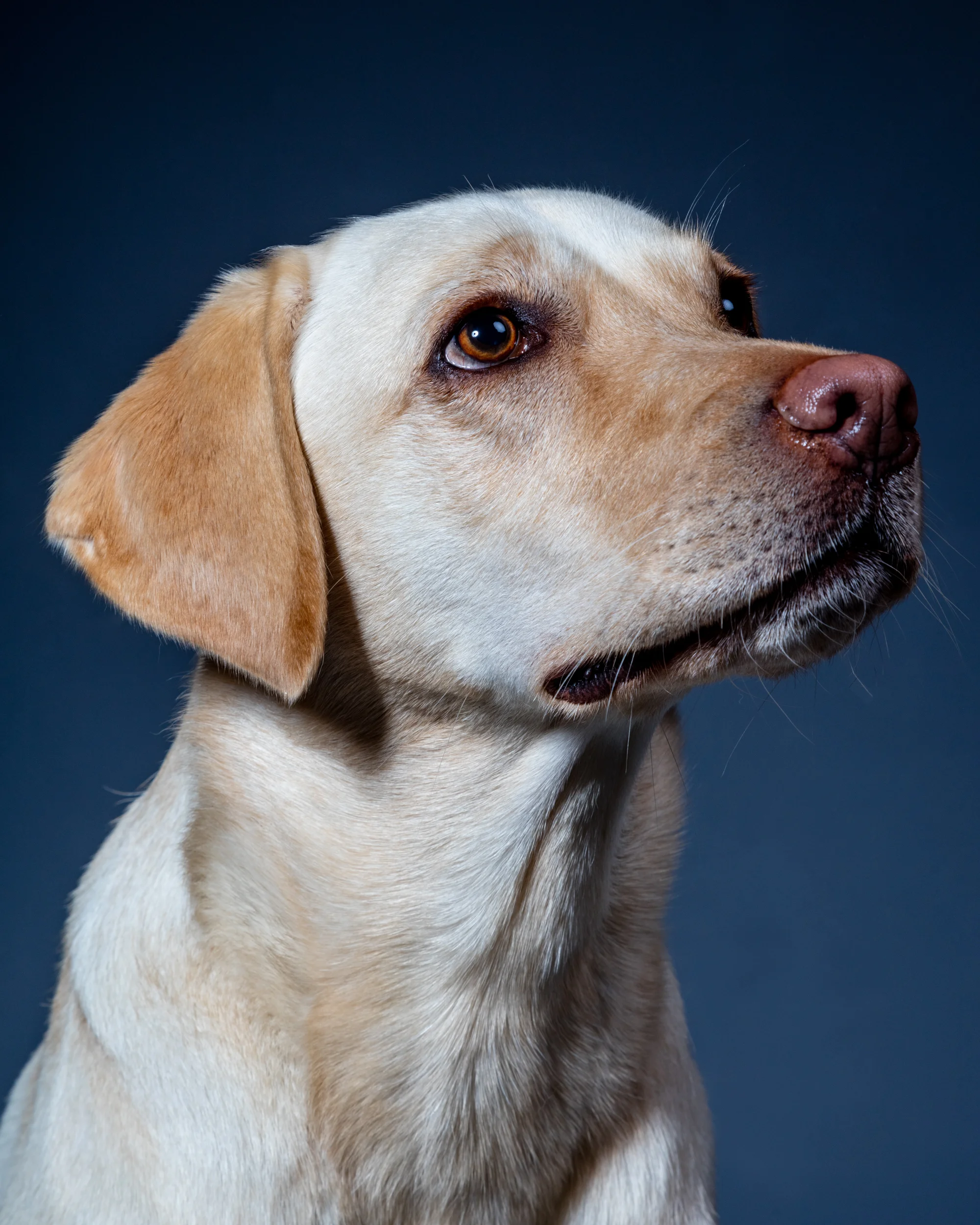 Studio Dog Photography Portraits From 35 00 Squire Squire