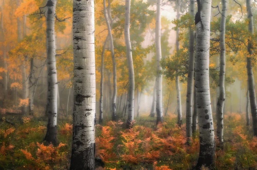 Best places to photograph Fall colors in Colorado | Photographers Trail ...