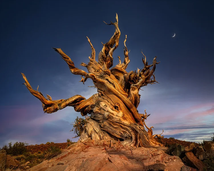 Guide to photographing the Ancient Bristlecone Pines | Photographers ...
