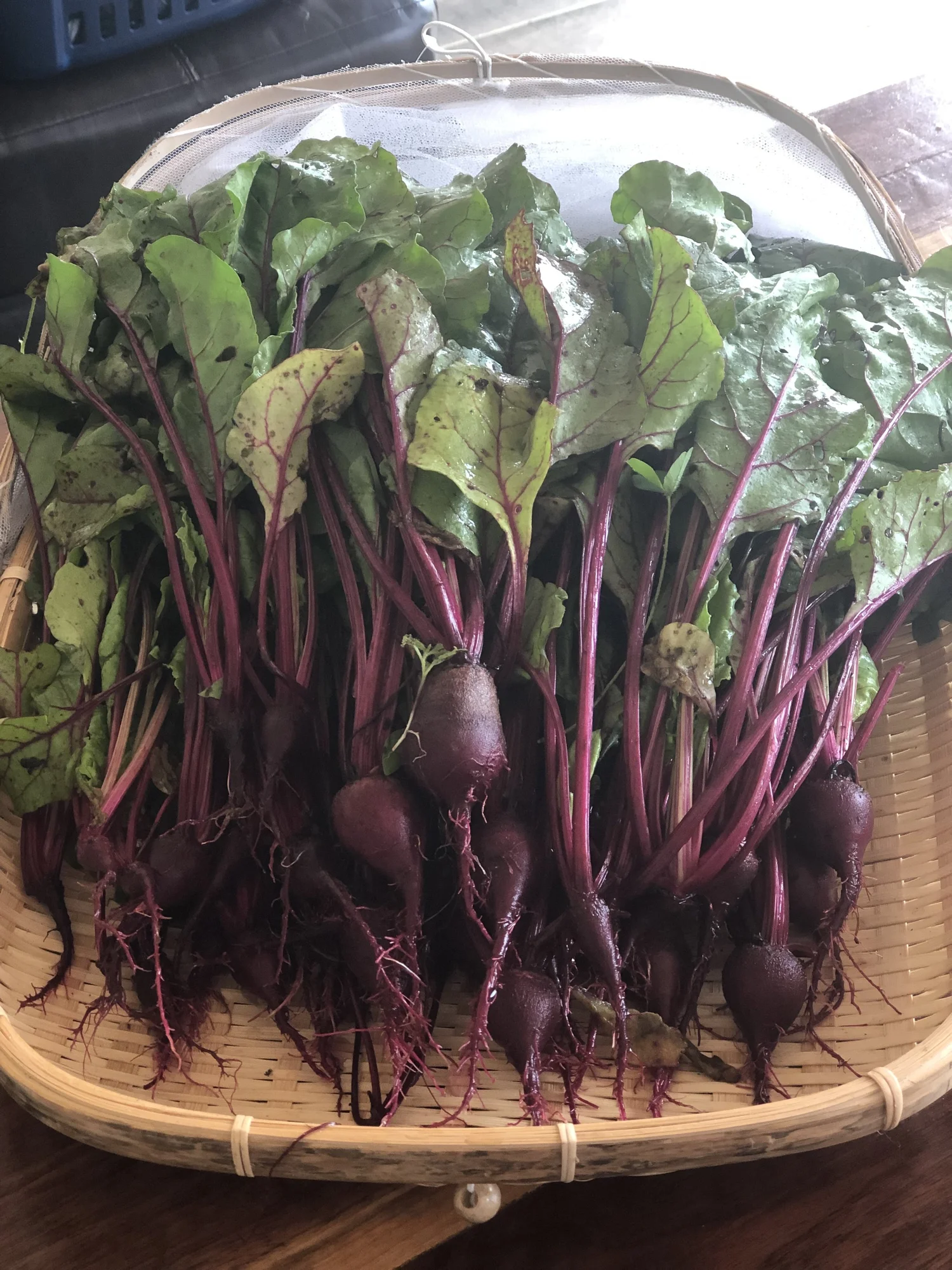 Blog — Steadfast Farms
