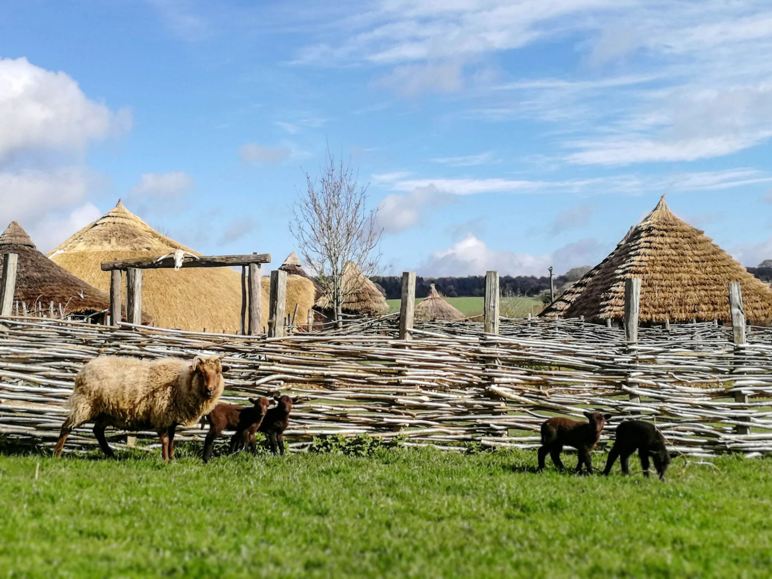 Seven Nights in a Saxon House — Butser Ancient Farm