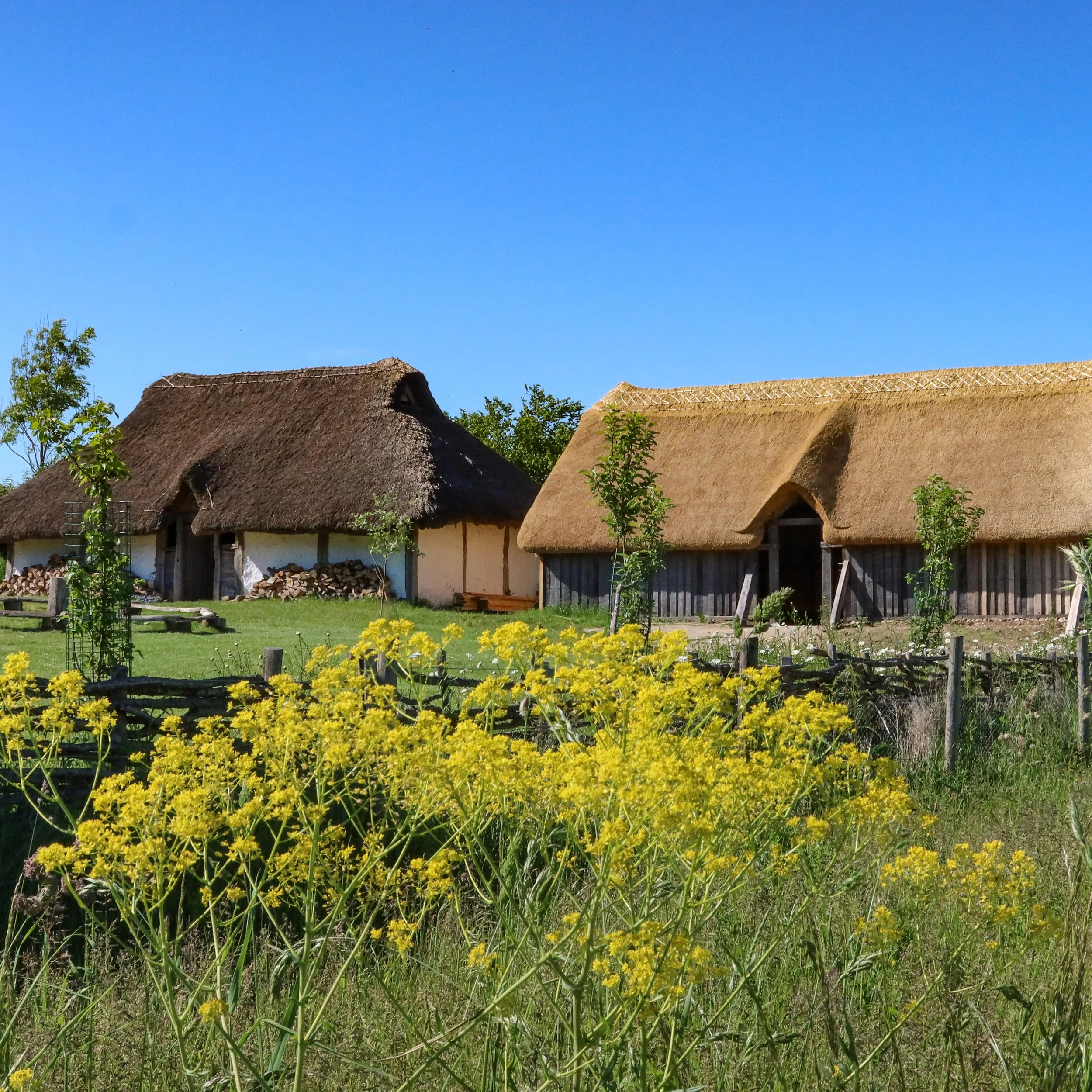 Saxon & Viking School Trip — Butser Ancient Farm