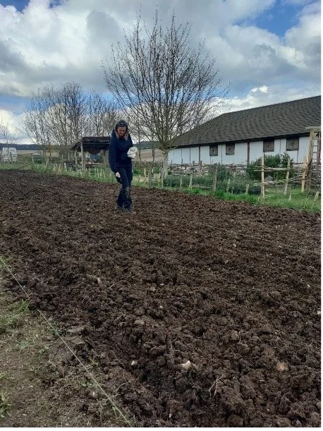 Neolithic and Bronze Age Agriculture Experiment at Butser Ancient Farm ...