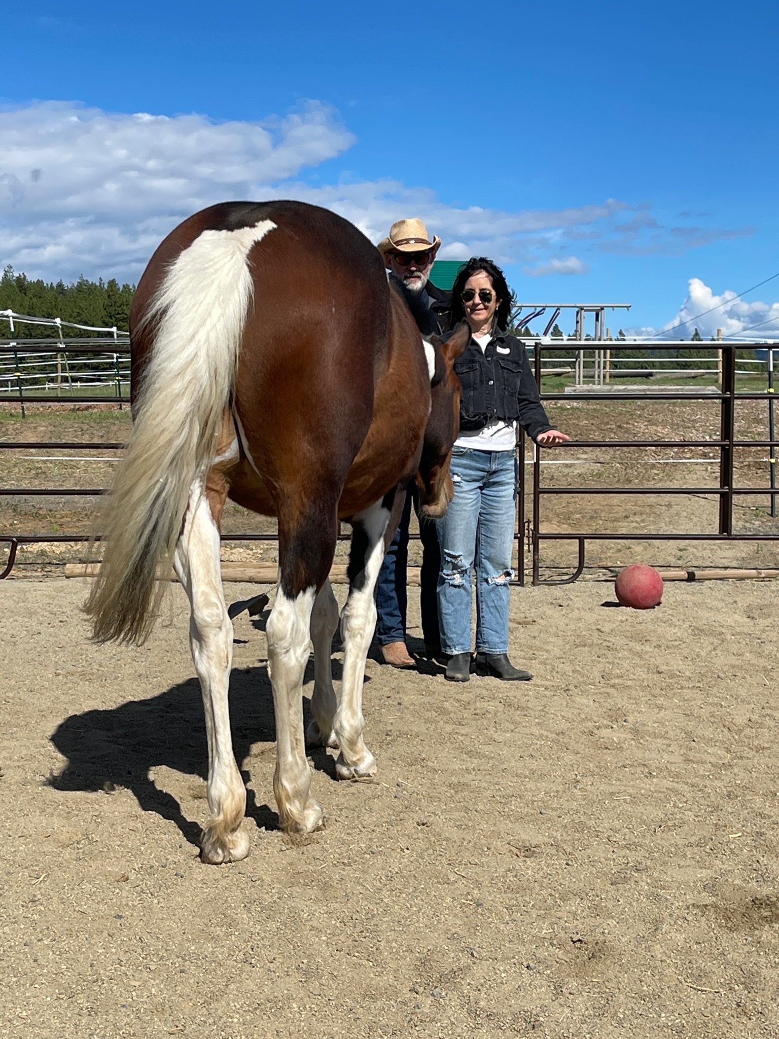 Intro to Horse Wisdom Experience — Epona Guide