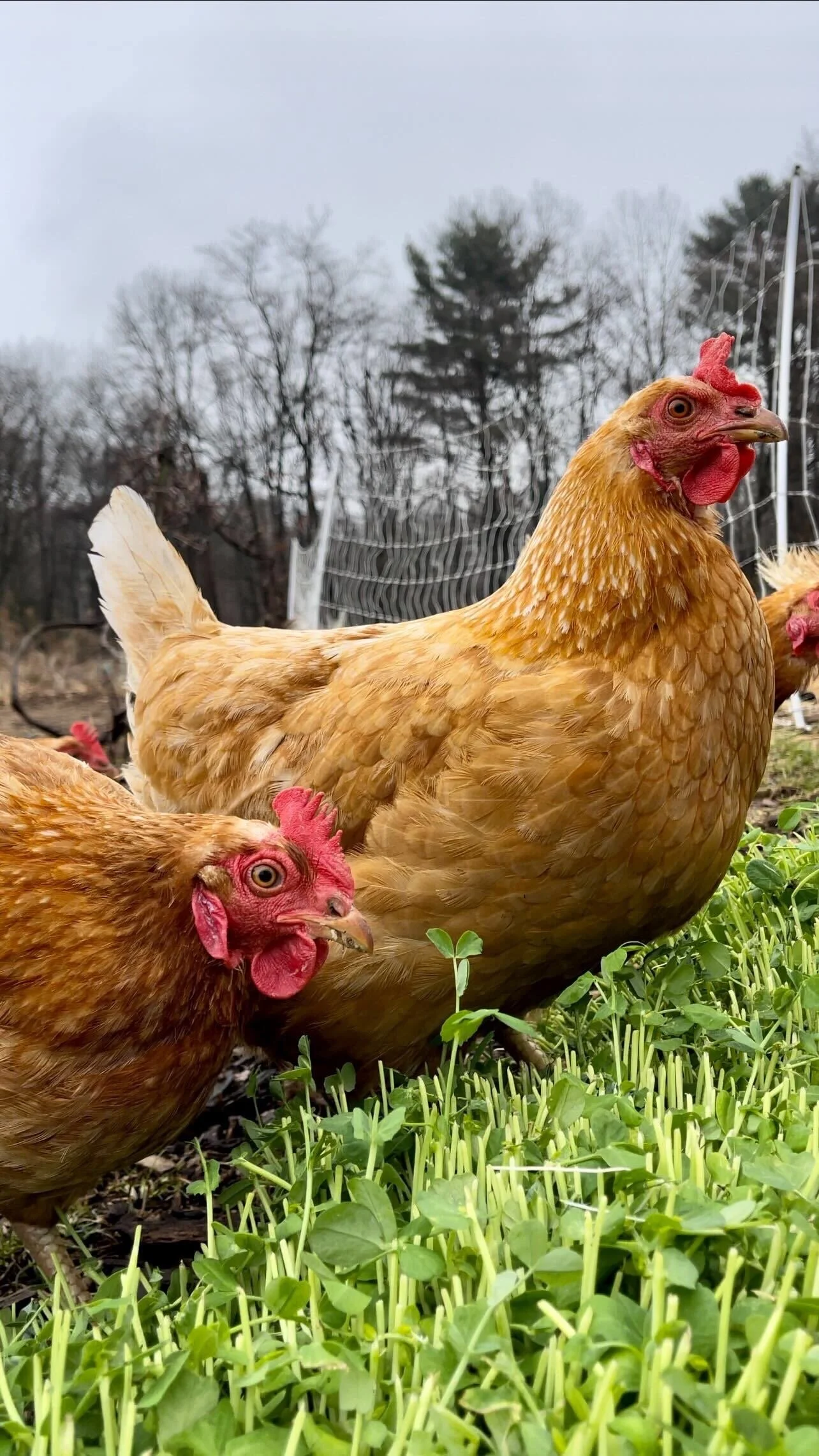 About Us — Apple Ridge Farm