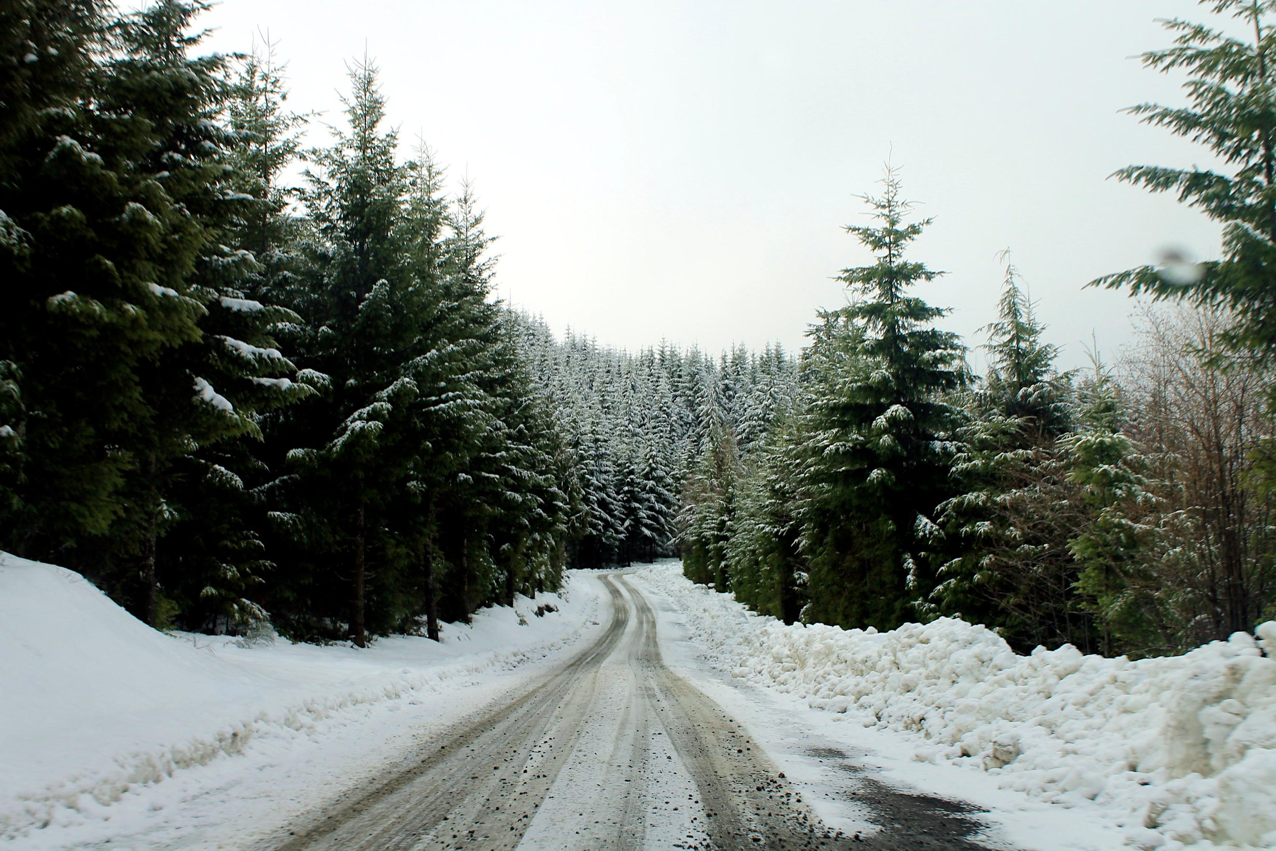 Valley of the Giants — Off the Beaten Trail!