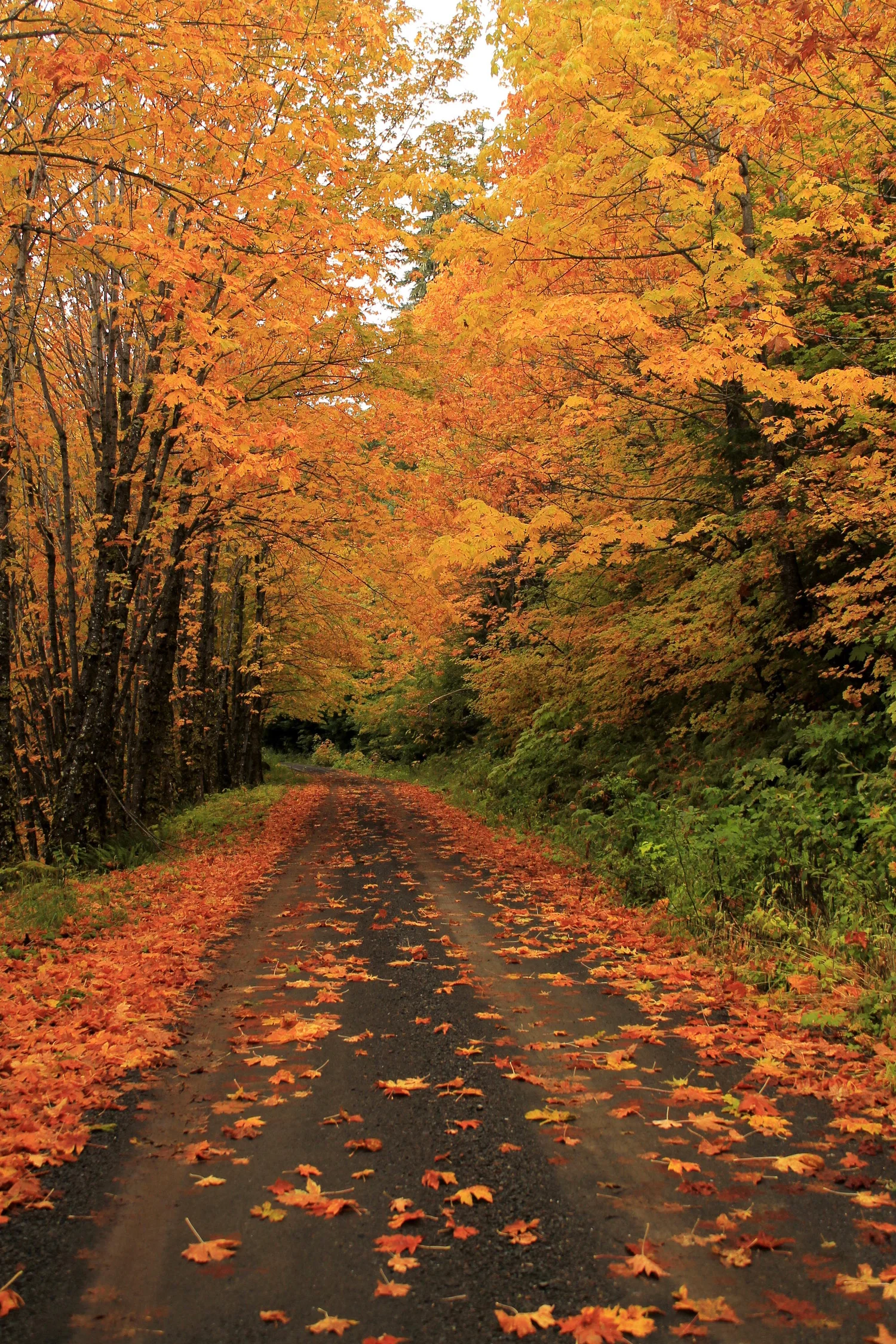 Indian Ridge Lookout - October 3 - 5, 2019 — Off the Beaten Trail!