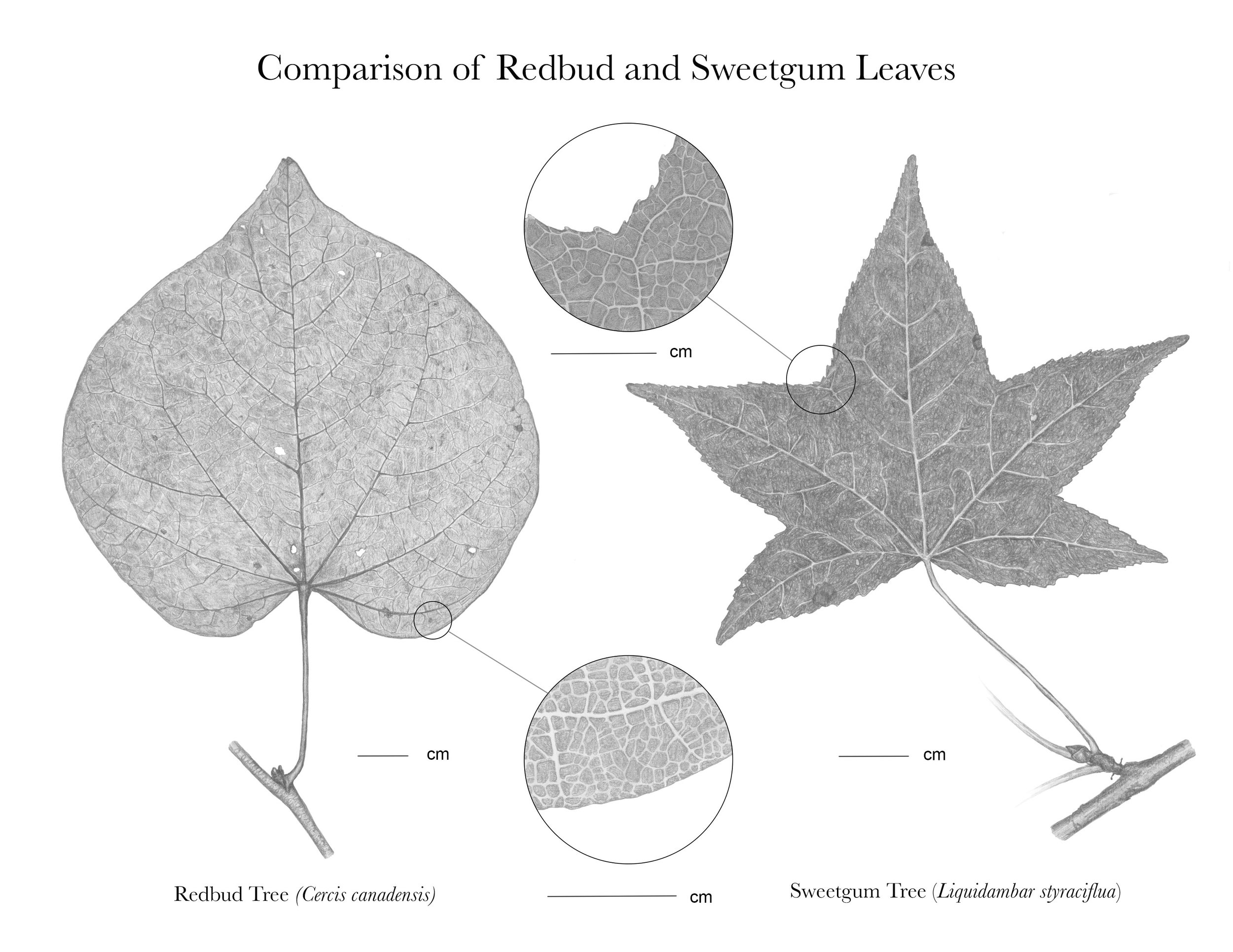 Scientific Illustration — Liz Sisk