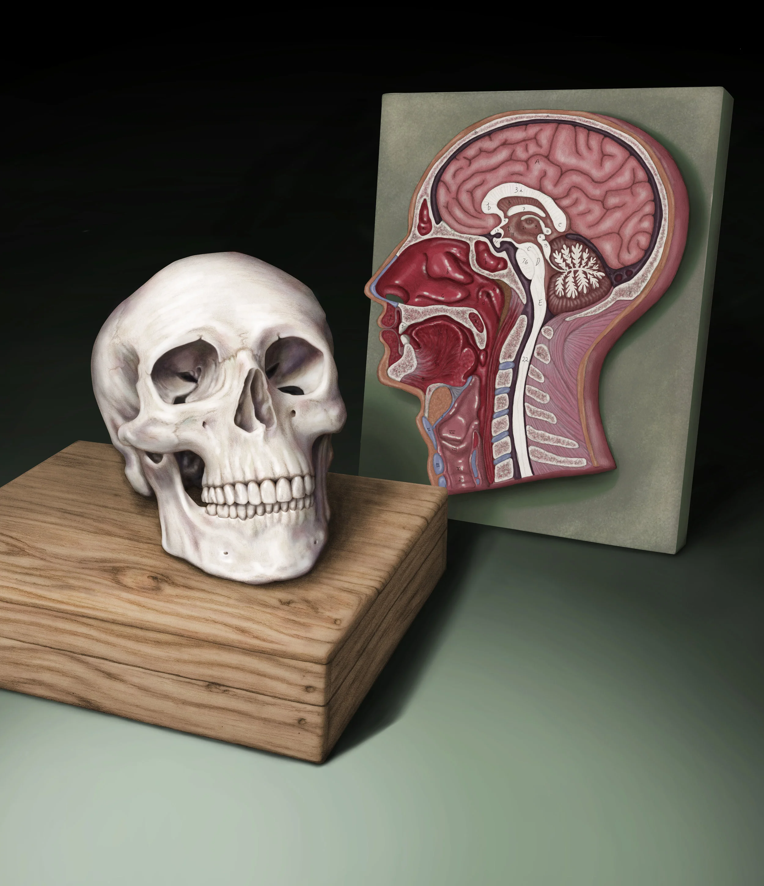 Scientific Illustration — Liz Sisk