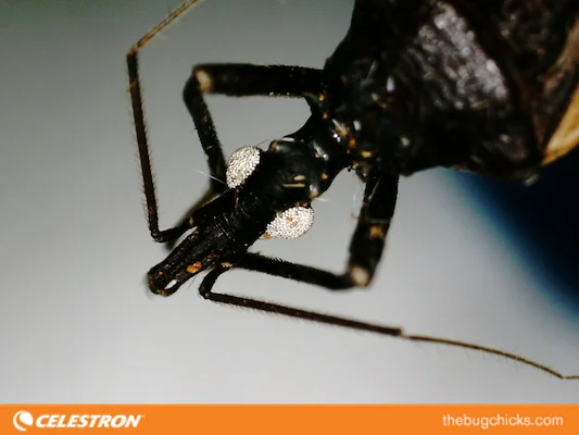 Is it a Kissing Bug or a Leaf-footed Bug? — The Bug Chicks