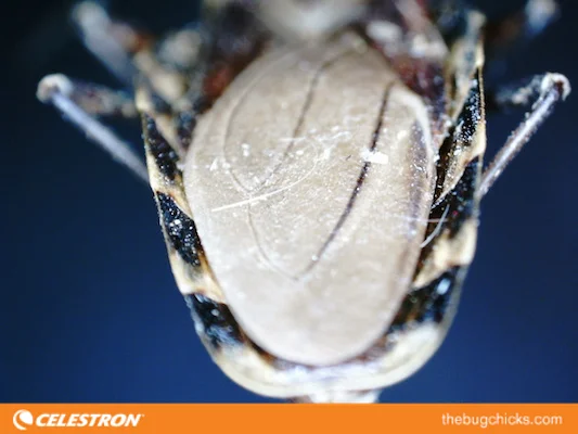 Is it a Kissing Bug or a Leaf-footed Bug? — The Bug Chicks