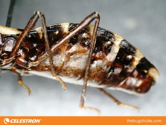 Is it a Kissing Bug or a Leaf-footed Bug? — The Bug Chicks