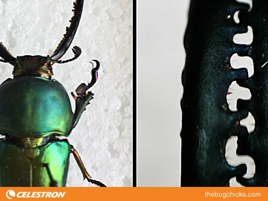 Insect Mouthparts: Part Two — The Bug Chicks