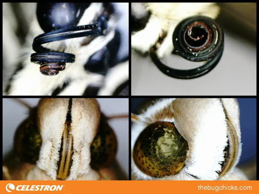 Insect Mouthparts: Part One — The Bug Chicks