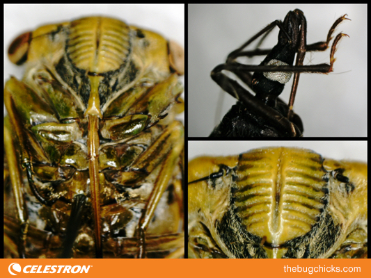 Insect Mouthparts: Part One — The Bug Chicks