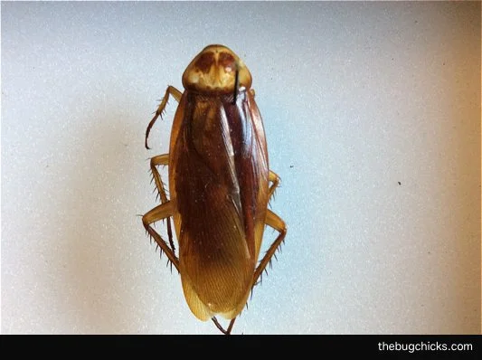 Wings: Part Two — The Bug Chicks