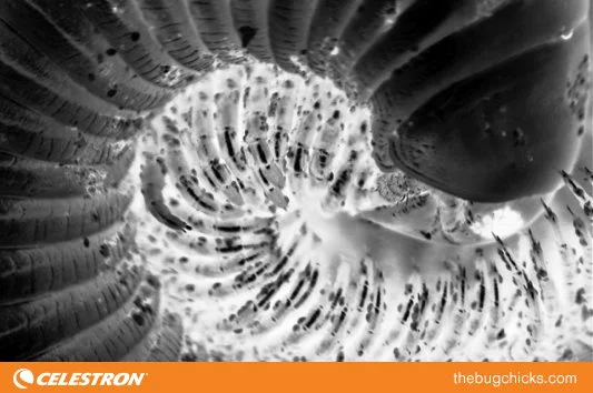 Best Microscope Shots — The Bug Chicks