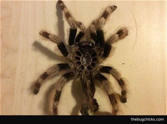 Spider Molting: A New Start — The Bug Chicks