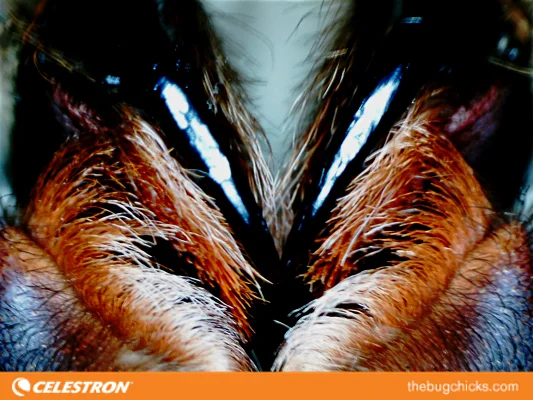 Spider Molting: A New Start — The Bug Chicks