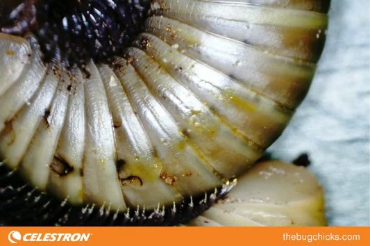 Monday Millipedes! — The Bug Chicks