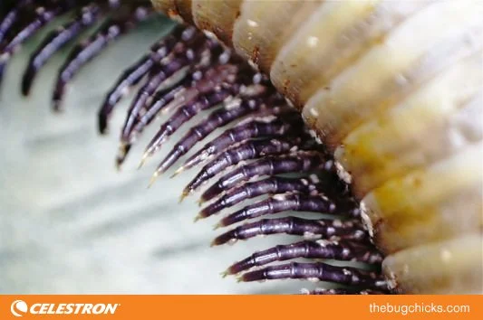 Monday Millipedes! — The Bug Chicks