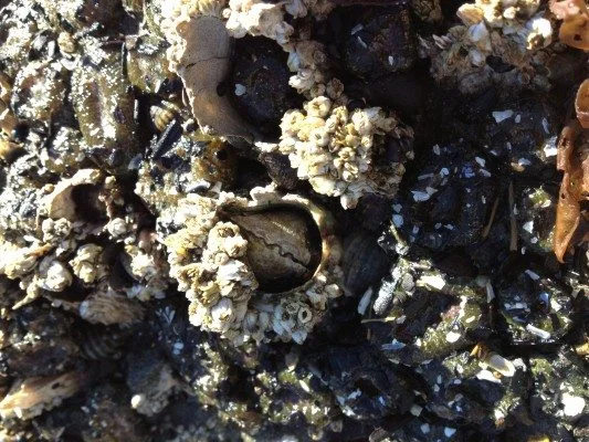 Beach Bugs (That's an Arthropod???) — The Bug Chicks