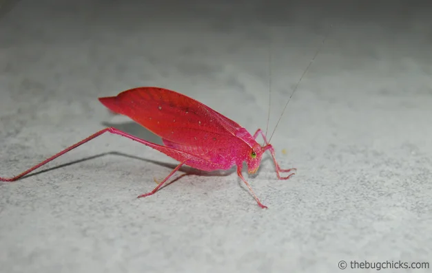 Katydid Bug
