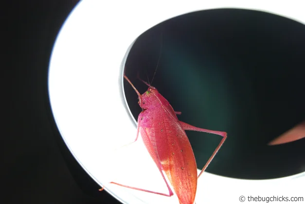 Pink Katydids — The Bug Chicks