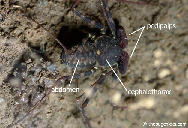 A Whipspider Surprise — The Bug Chicks