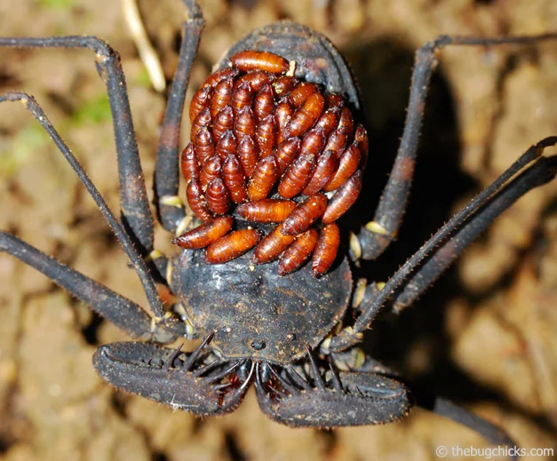 A Whipspider Surprise — The Bug Chicks