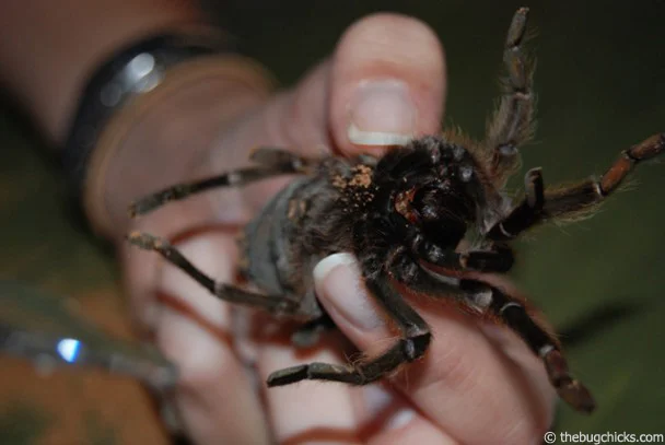 Tarantula ICU — The Bug Chicks