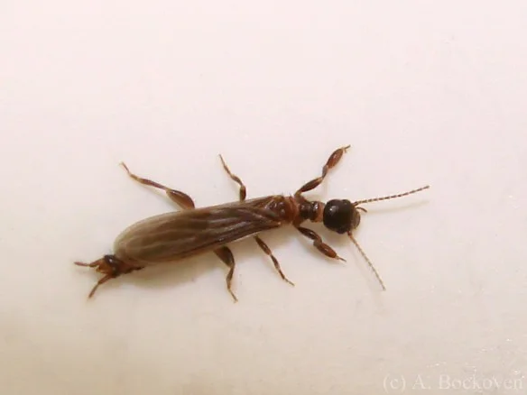 Insects and Human Society: Webspinners — The Bug Chicks