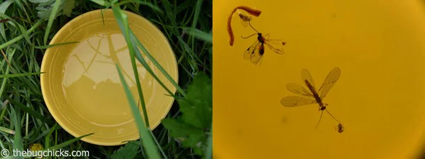 DIY Insect Collecting: Pan and Bait Traps — The Bug Chicks