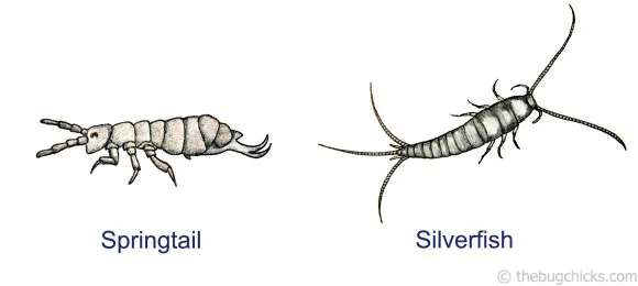 Tricky Mister! Indirect Sperm Transfer in Primitive Hexapods — The Bug ...