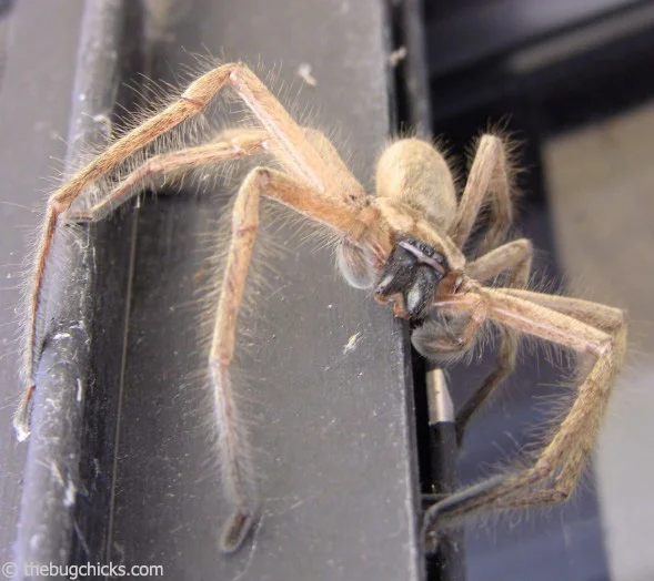Top 5: Spiders of Australia — The Bug Chicks