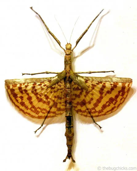 Cultural Entomology: Walking Sticks — The Bug Chicks