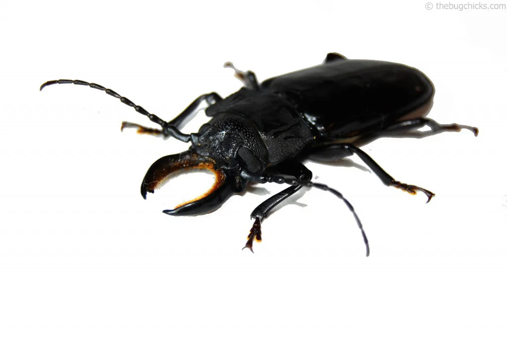 Beetle Diversity in Costa Rica — The Bug Chicks