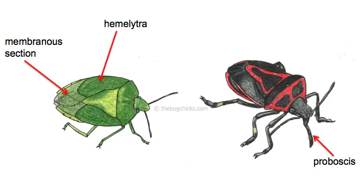 Why The Bug Chicks? — The Bug Chicks