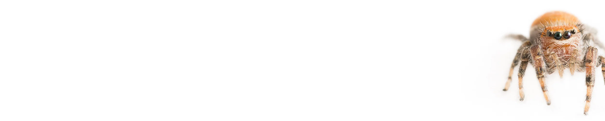 Videos — The Bug Chicks