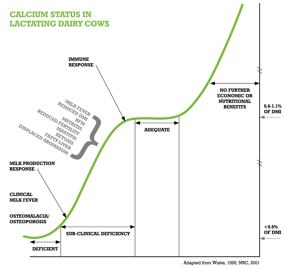 Importance of Calcium — Healthy Cow