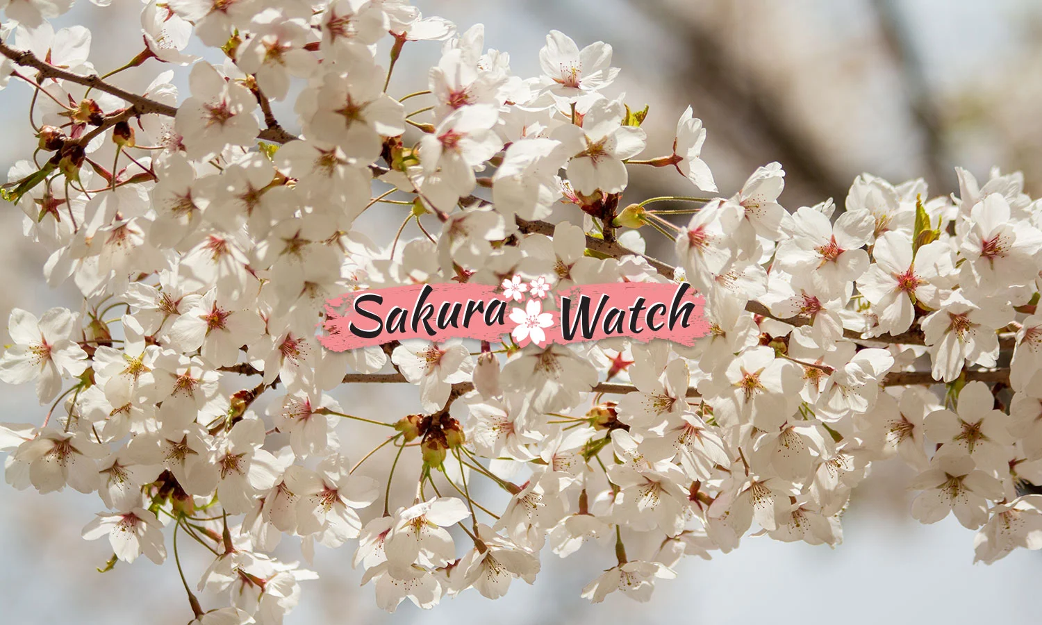 Sakura Watch - Toronto's original cherry blossom watch — Sakura in High ...